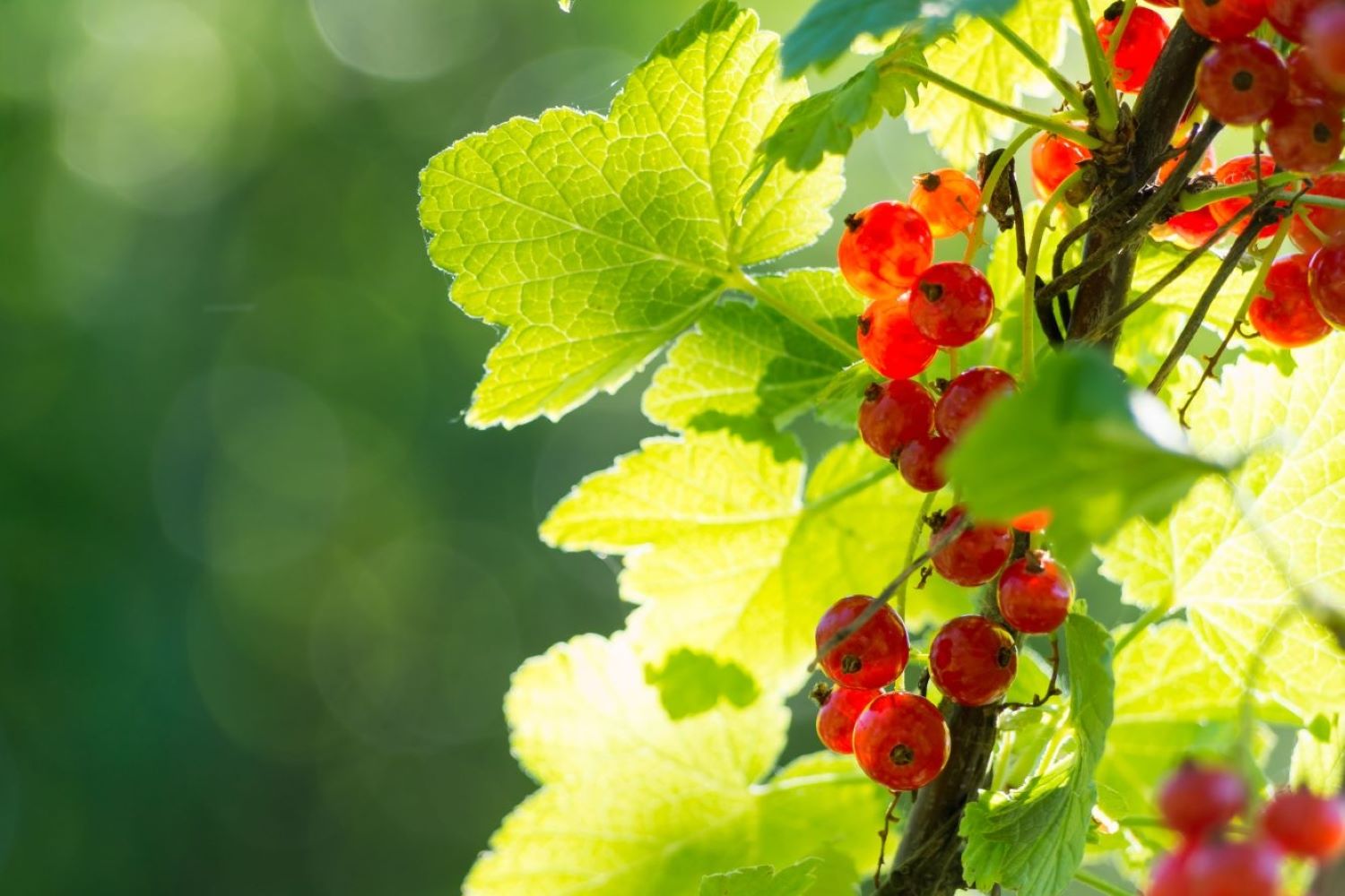 Currants: from cultivation to harvest - Plantura