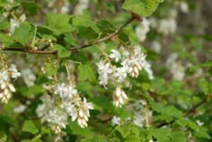 Flowering currant: location, varieties & more - Plantura