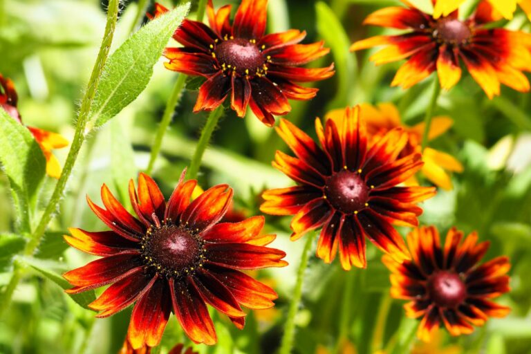 Rudbeckia: how to grow black-eyed Susan - Plantura