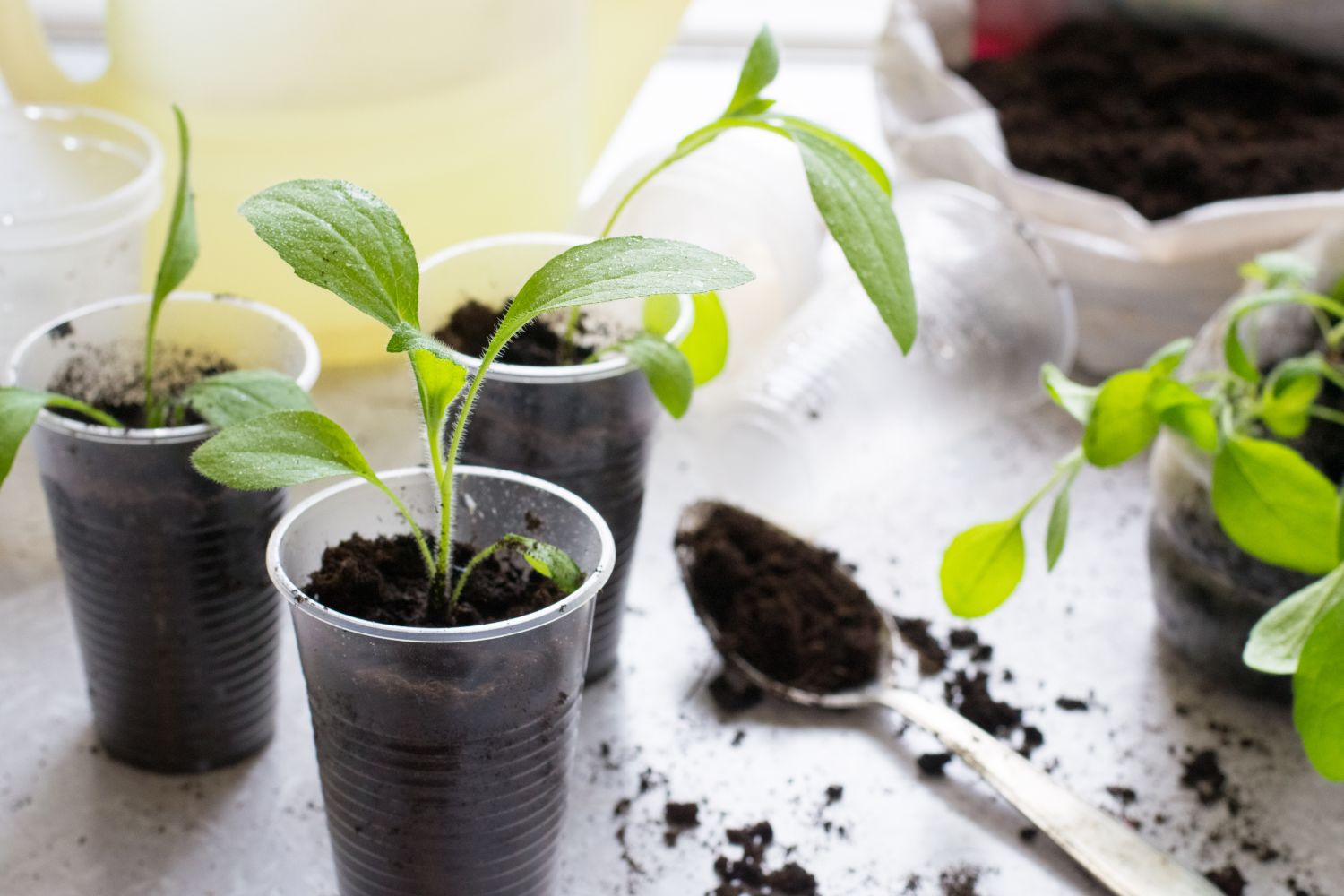 Planting rudbeckia: how to grow black-eyed Susans - Plantura