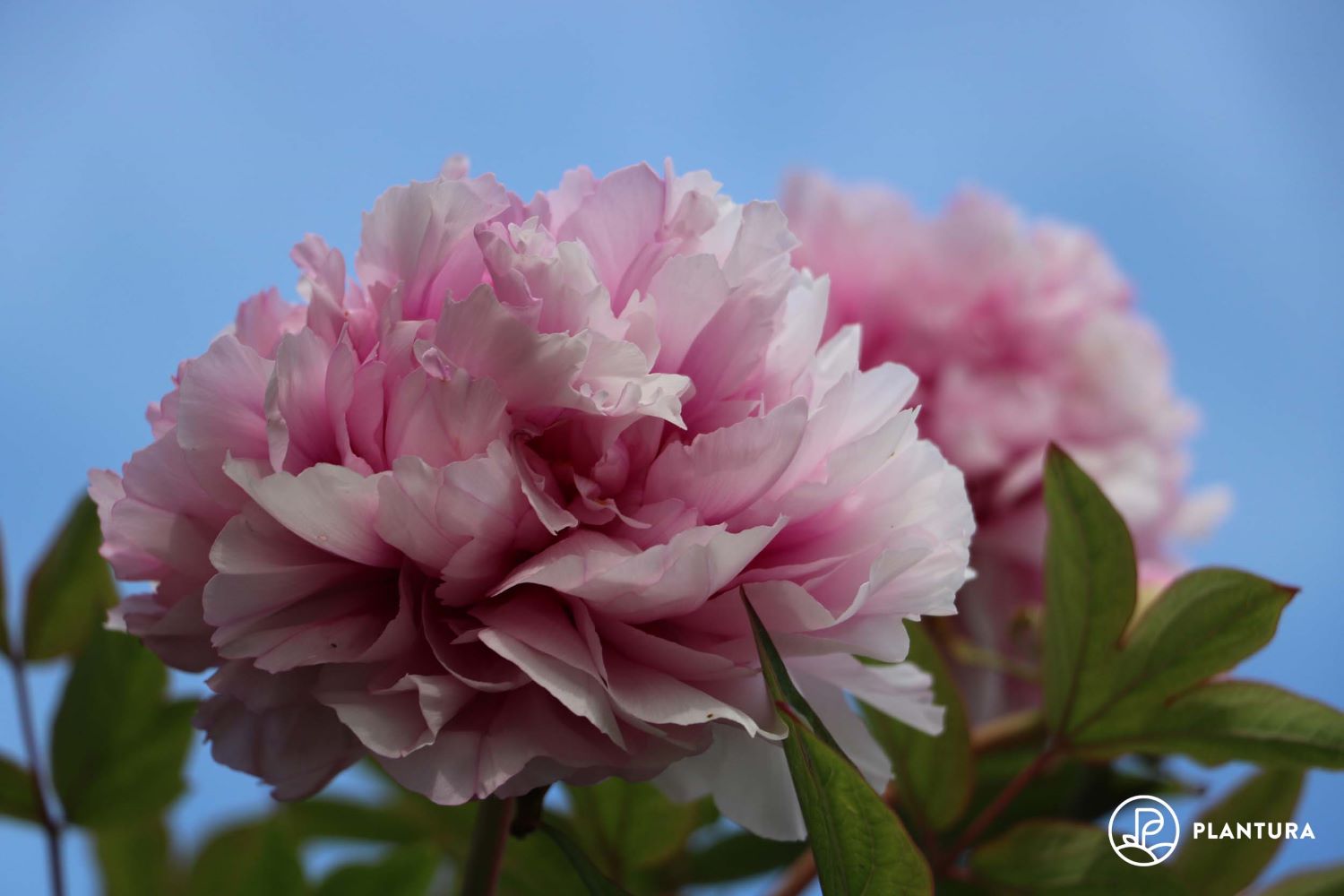 Types of peonies: the best peony varieties - Plantura