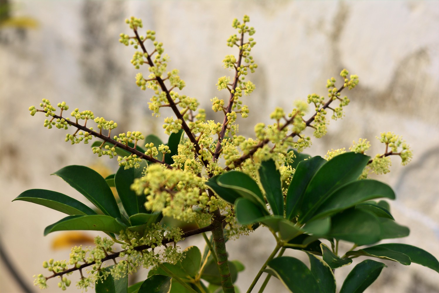 Umbrella plant: Schefflera types & cultivation - Plantura