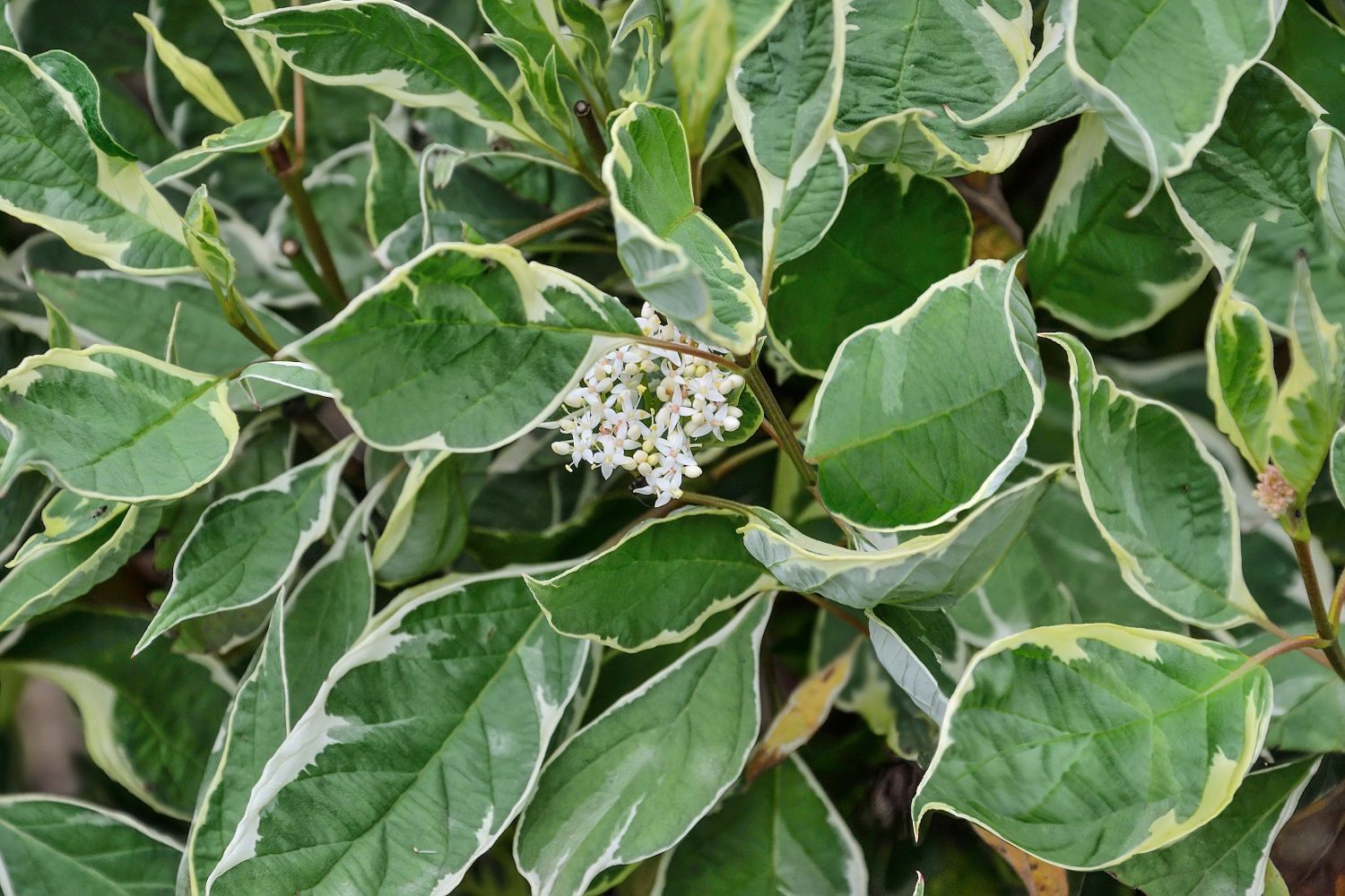 Variegated plants: everything you need to know - Plantura