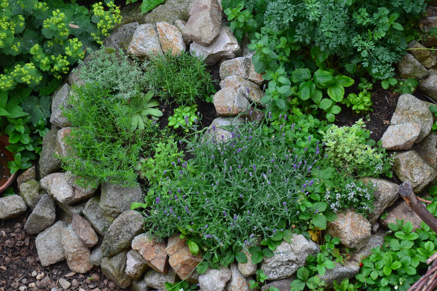 Herb spiral: building your own spiral herb garden - Plantura