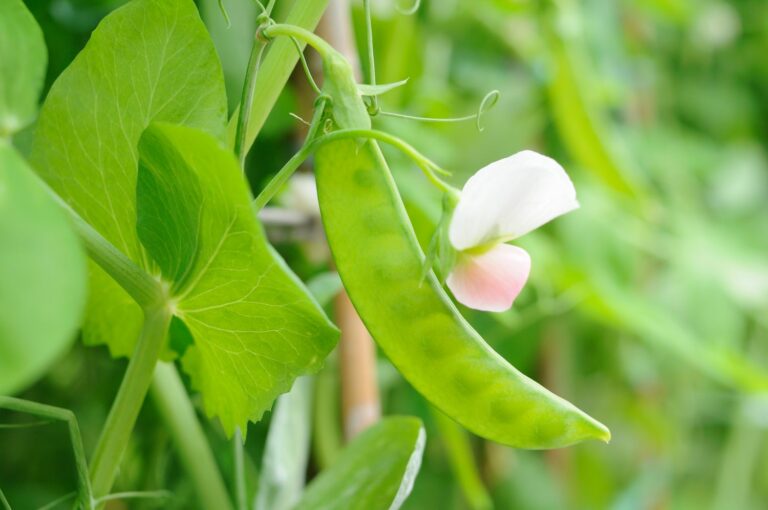 Sugar snap peas: growing & care - Plantura