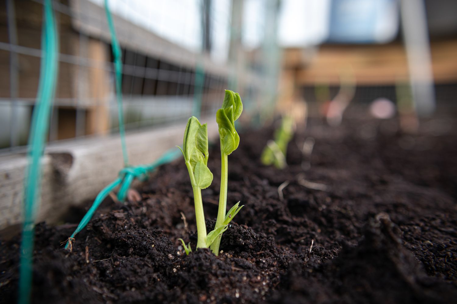 Sugar snap peas: growing & care - Plantura