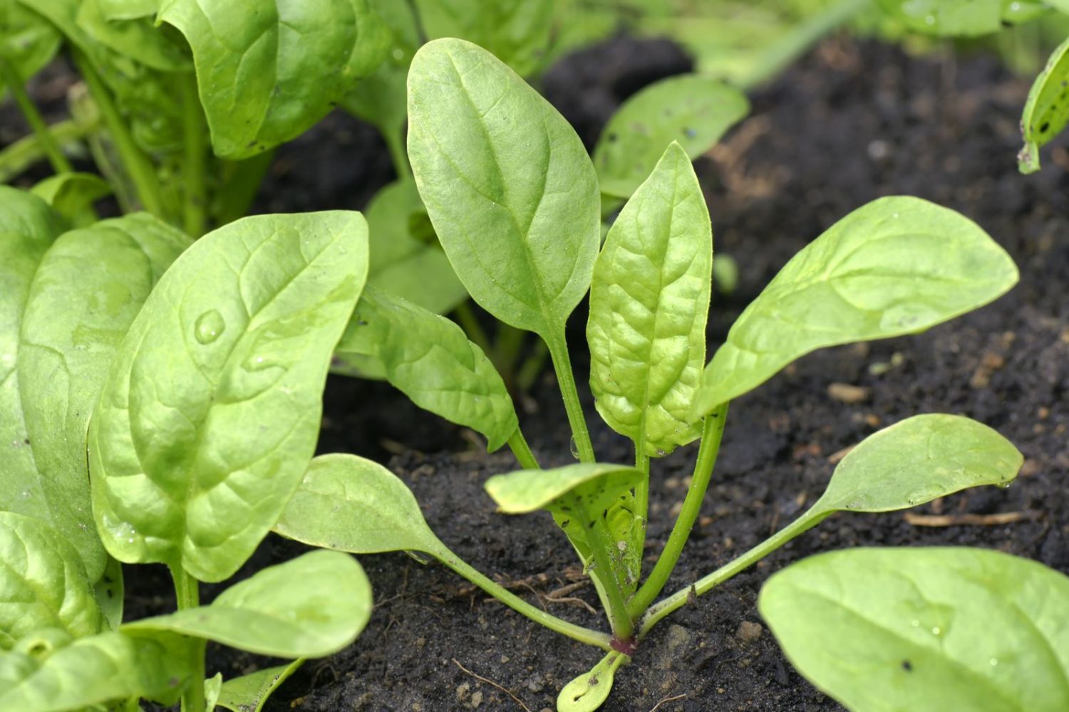 Growing spinach: our best tips - Plantura