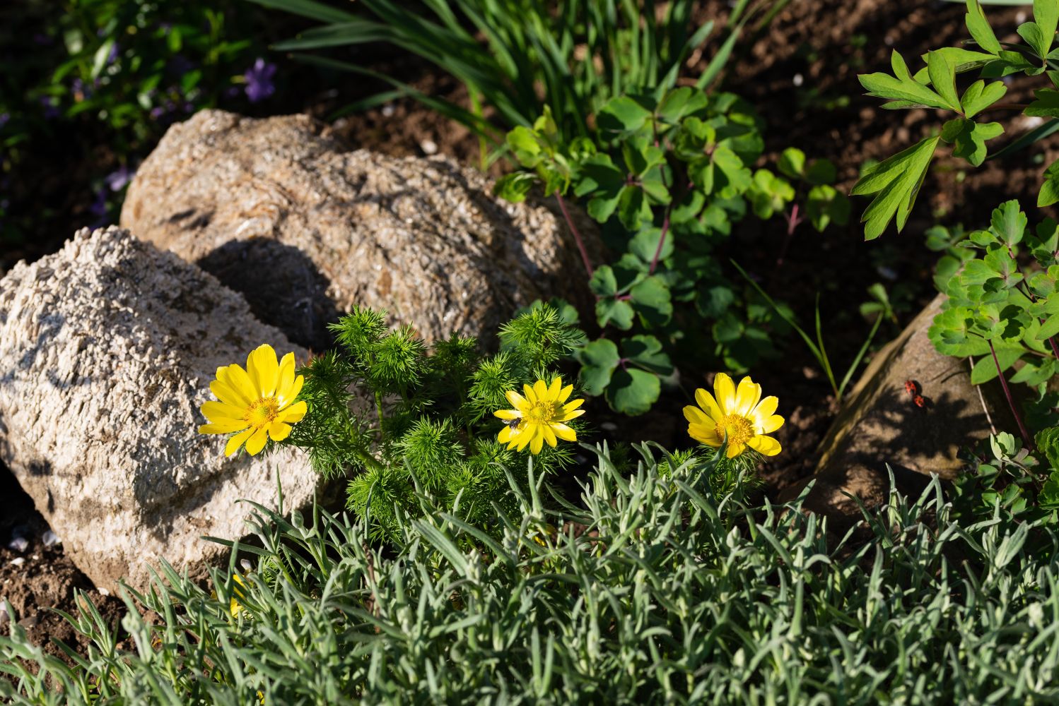 Adonis flower: flowering time, habitat & toxicity - Plantura