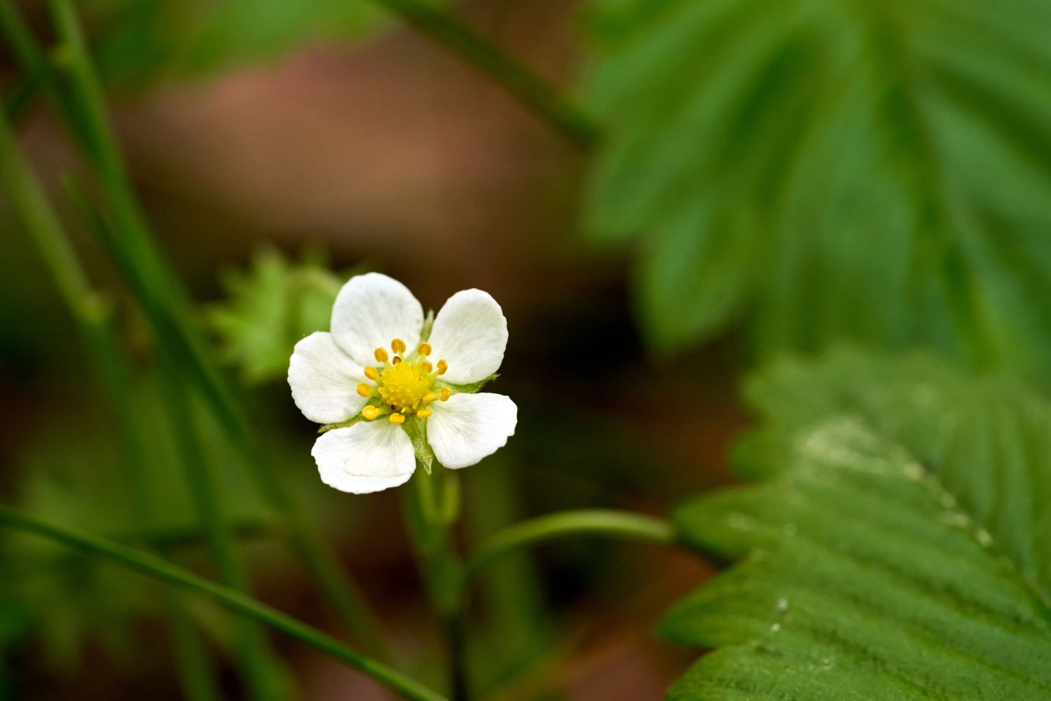 Monoecious, dioecious and hermaphoriditic plants - Plantura
