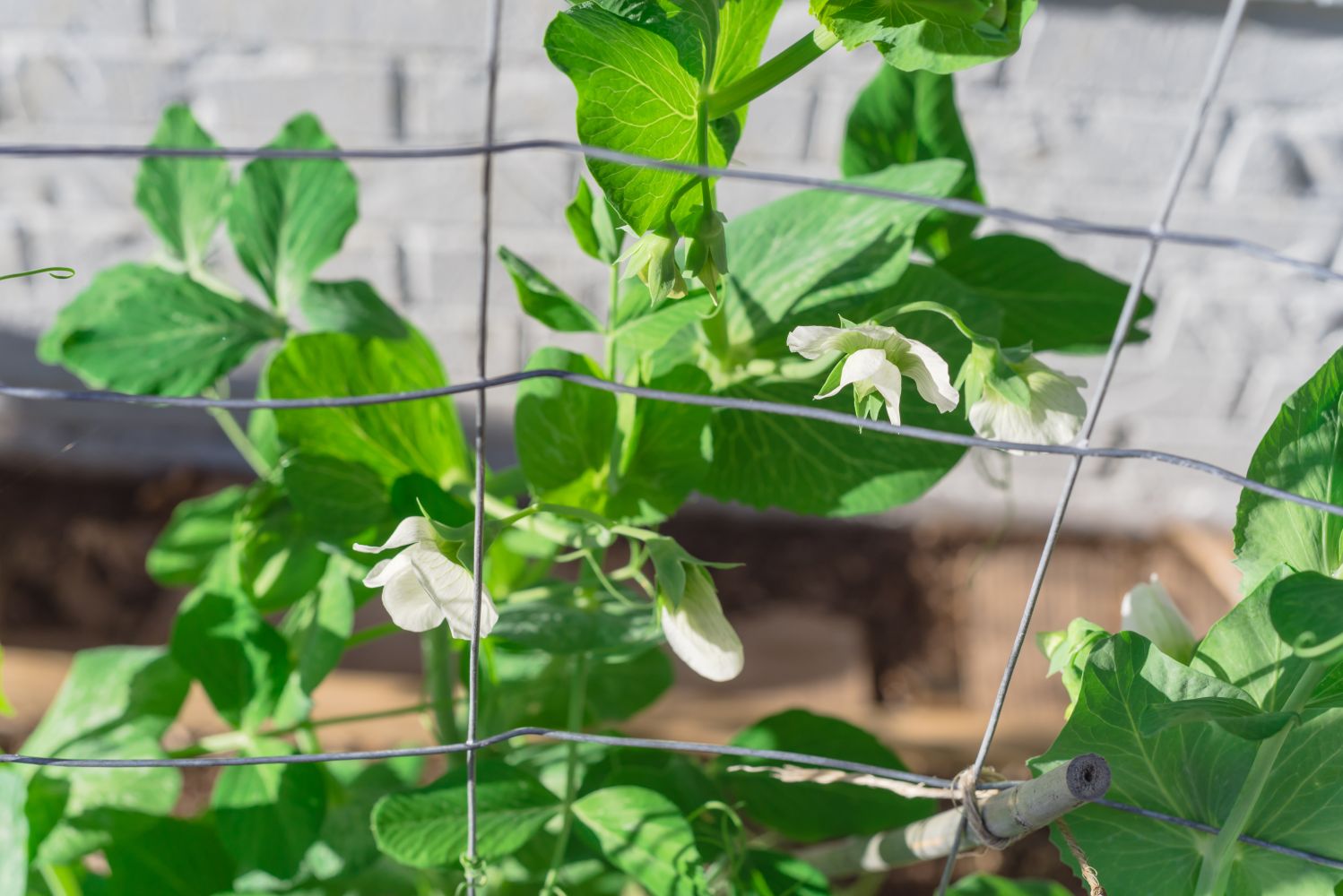 Sugar snap peas: growing & care - Plantura