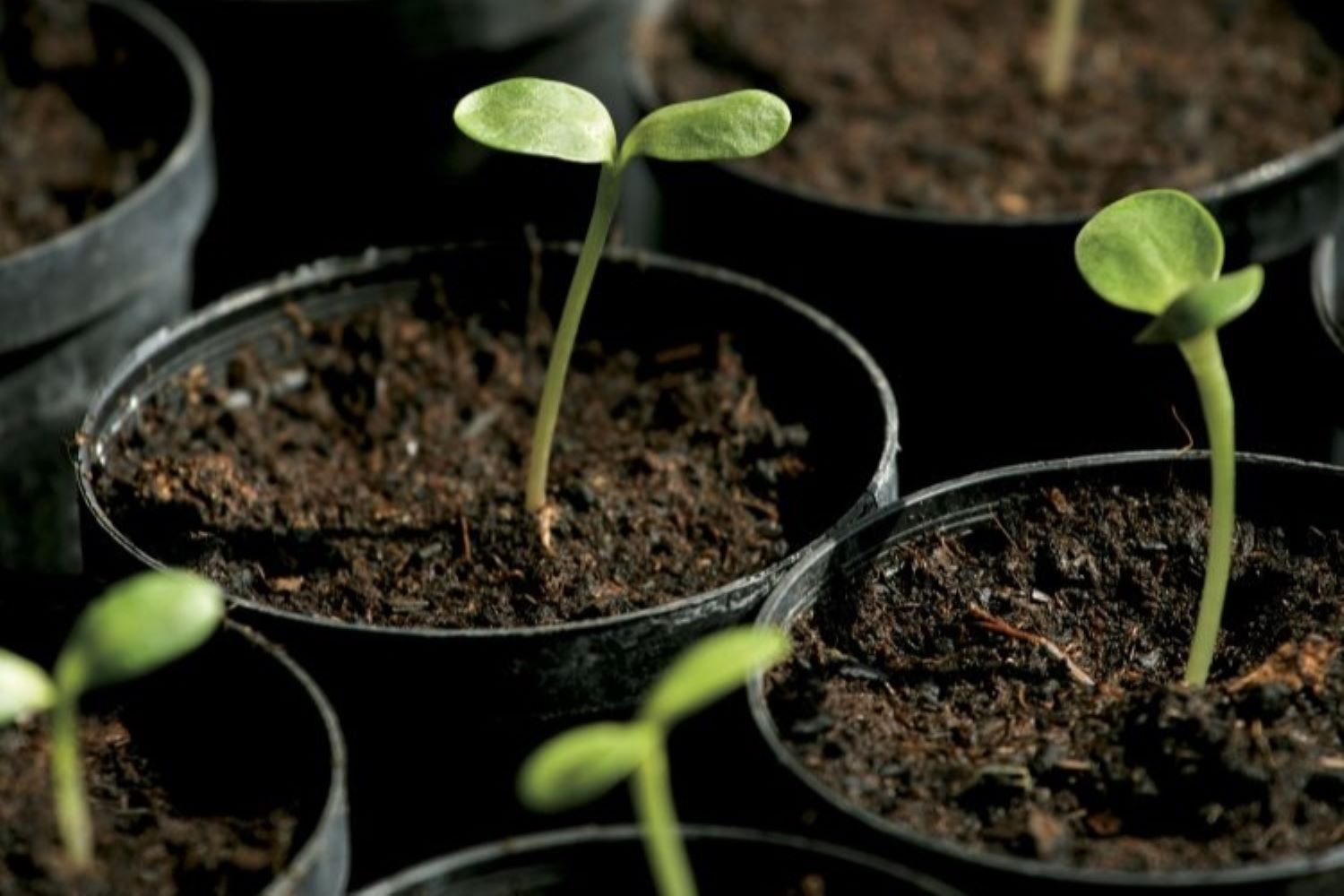 Sunflowers: all about planting, care & harvest - Plantura