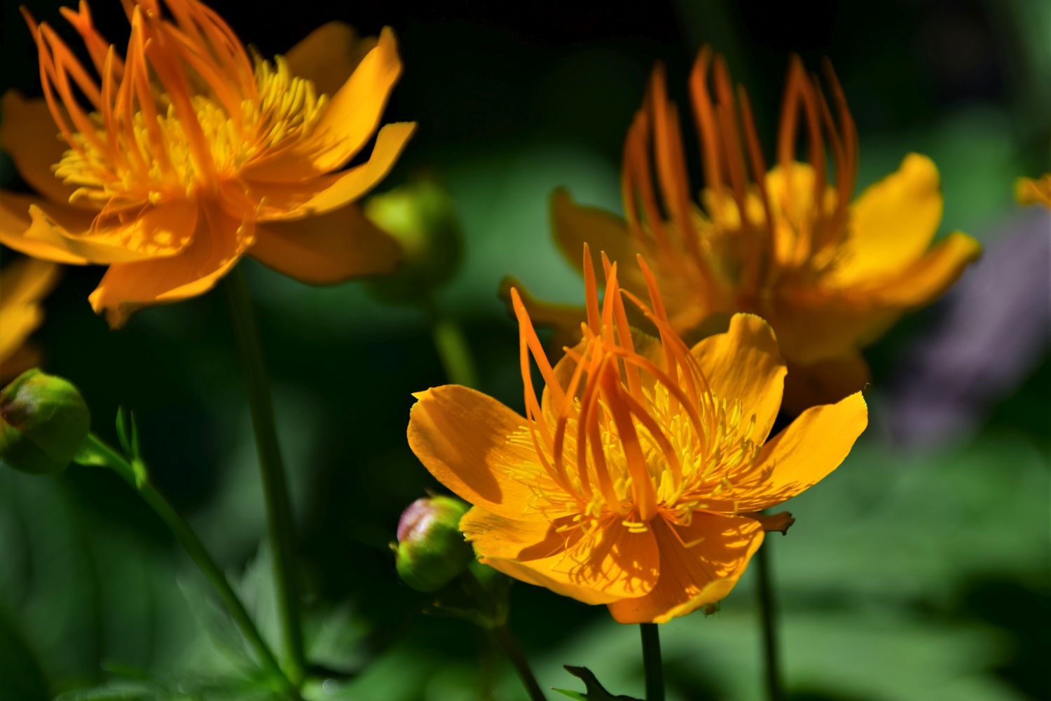 Globe flower: varieties, location & care - Plantura