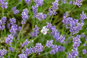 Types of lavender for the garden - Plantura