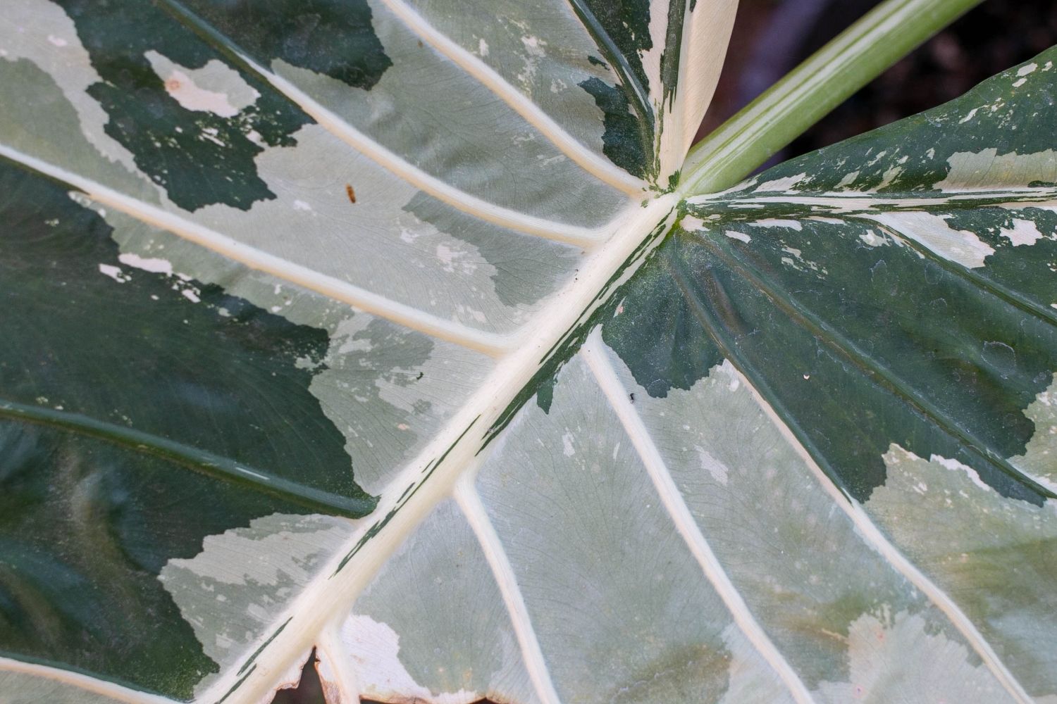 Variegated plants: everything you need to know - Plantura