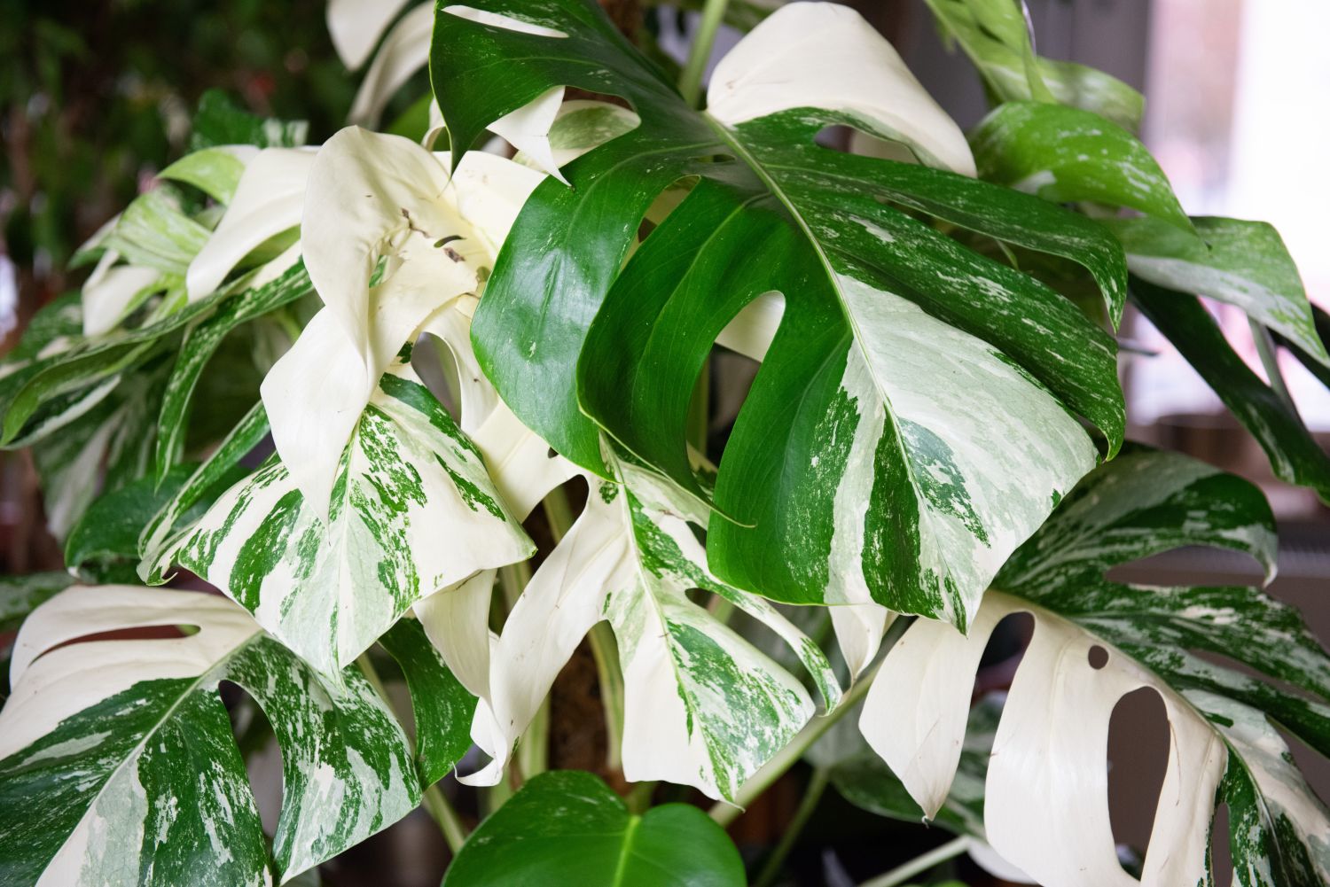 Variegated plants: everything you need to know - Plantura