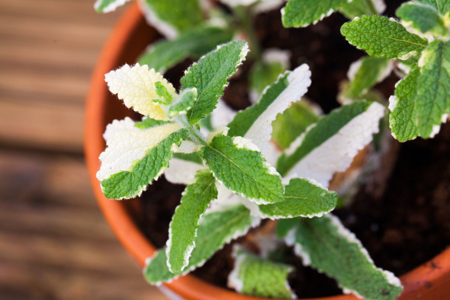 Variegated plants: everything you need to know - Plantura