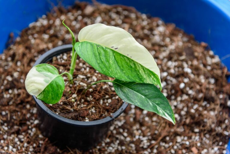 Variegated plants: everything you need to know - Plantura