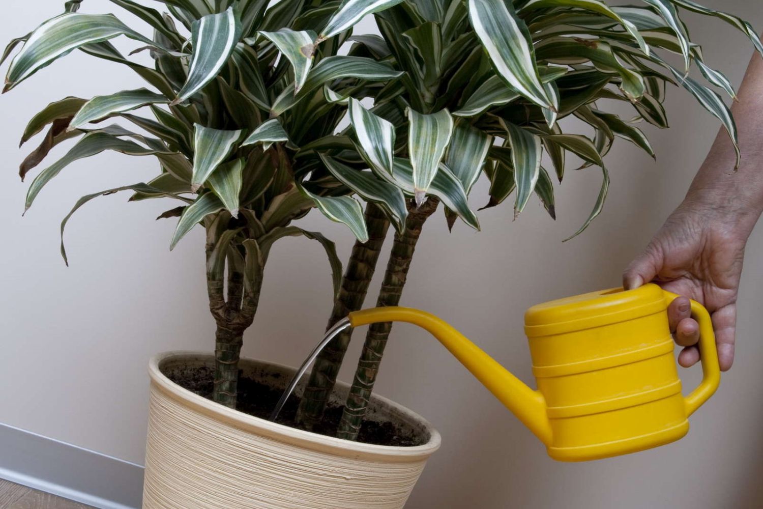 Dracaena: expert tips on dragon trees - Plantura