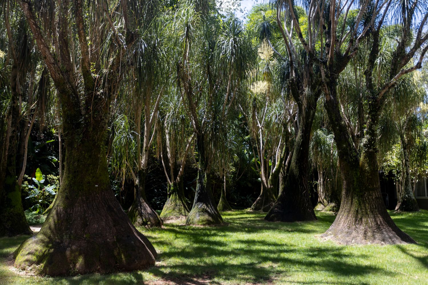 Ponytail palm: all about elephant's foot plants - Plantura