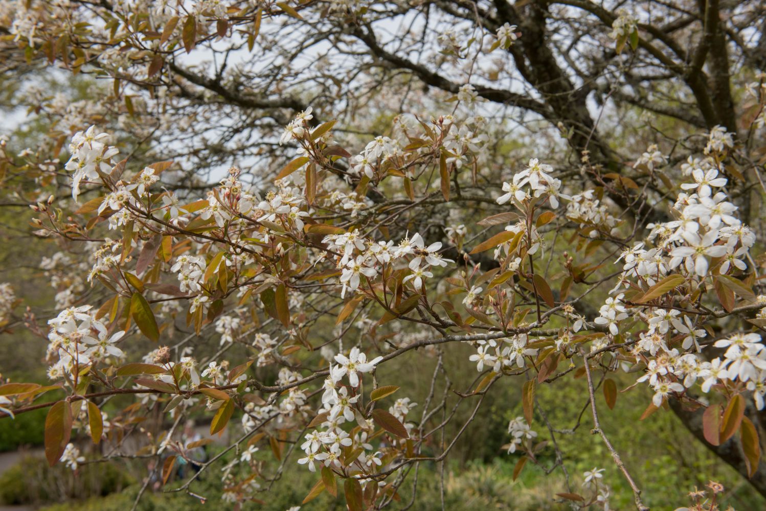Amelanchier trees: varieties, planting & care - Plantura