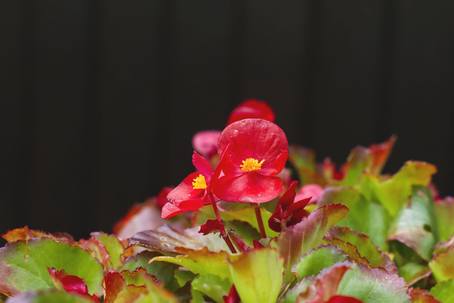 Wax begonias: cultivation & plant care - Plantura
