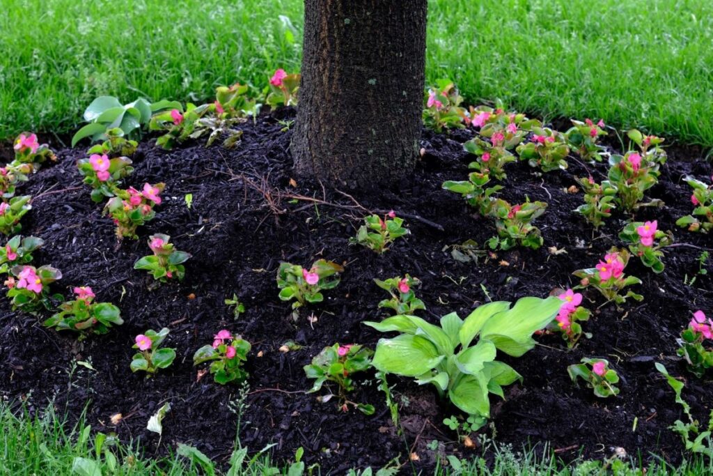 Planting begonias: when, where & how - Plantura