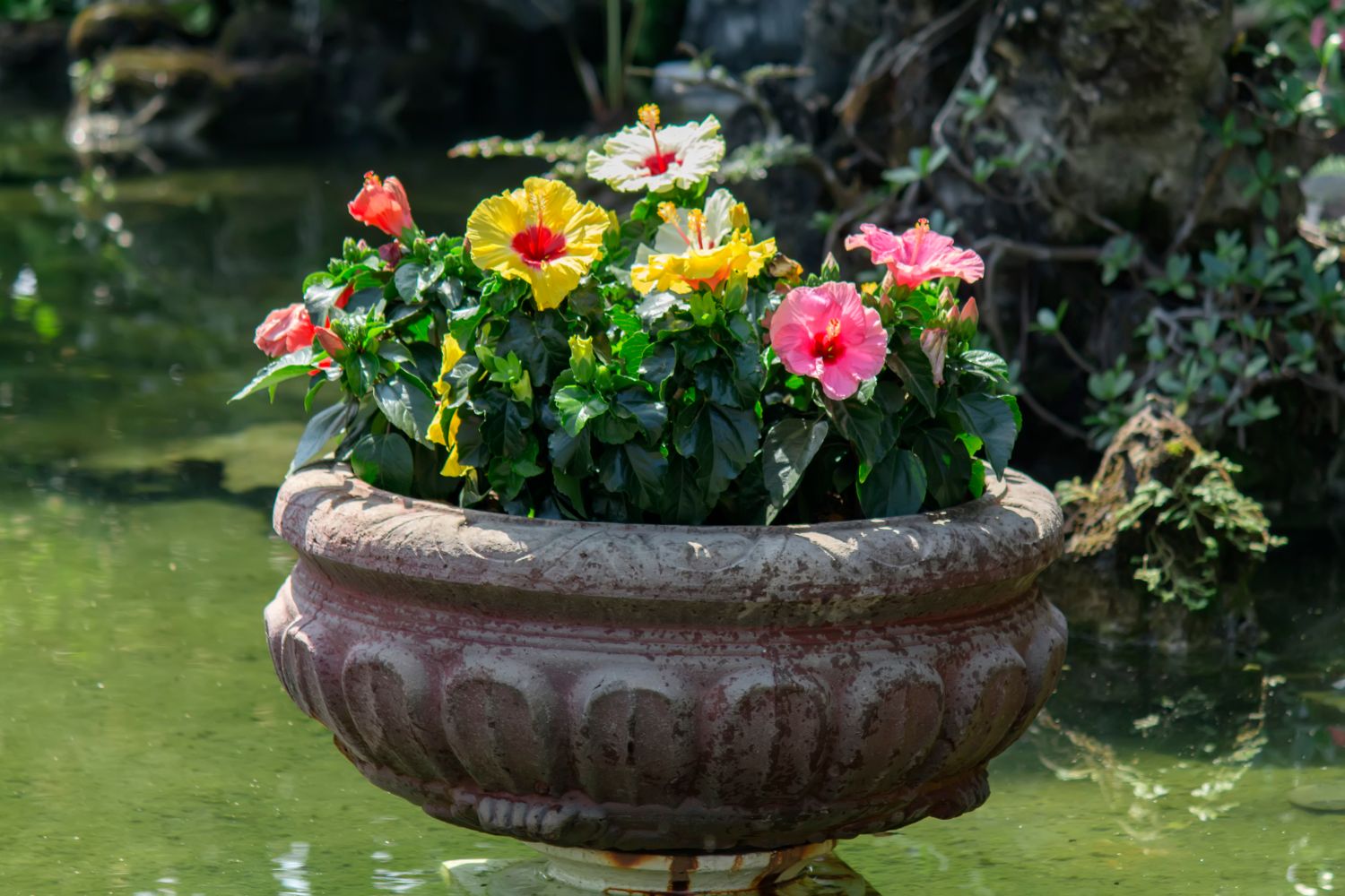 Hibiscus in pots: tips on growing & care - Plantura