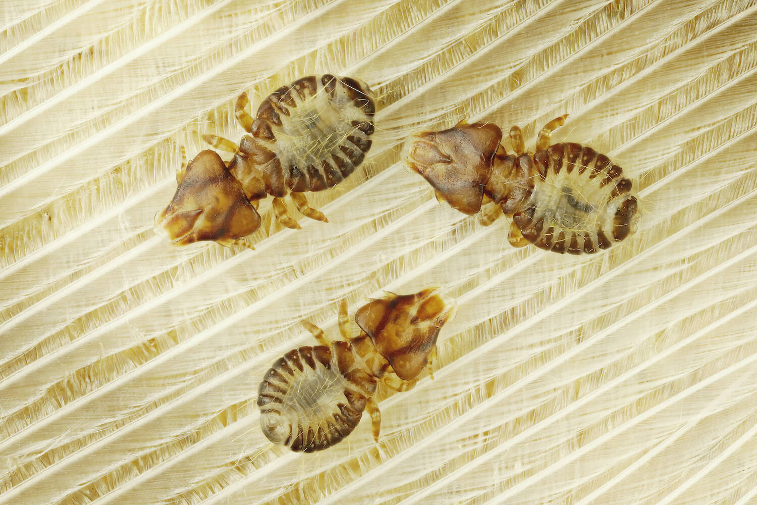 The most common bird diseases & parasites - Plantura