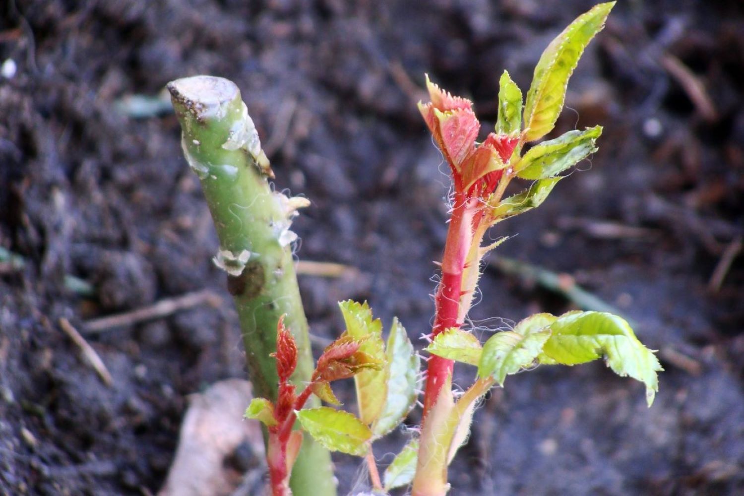 Propagating roses: cuttings, division & more - Plantura