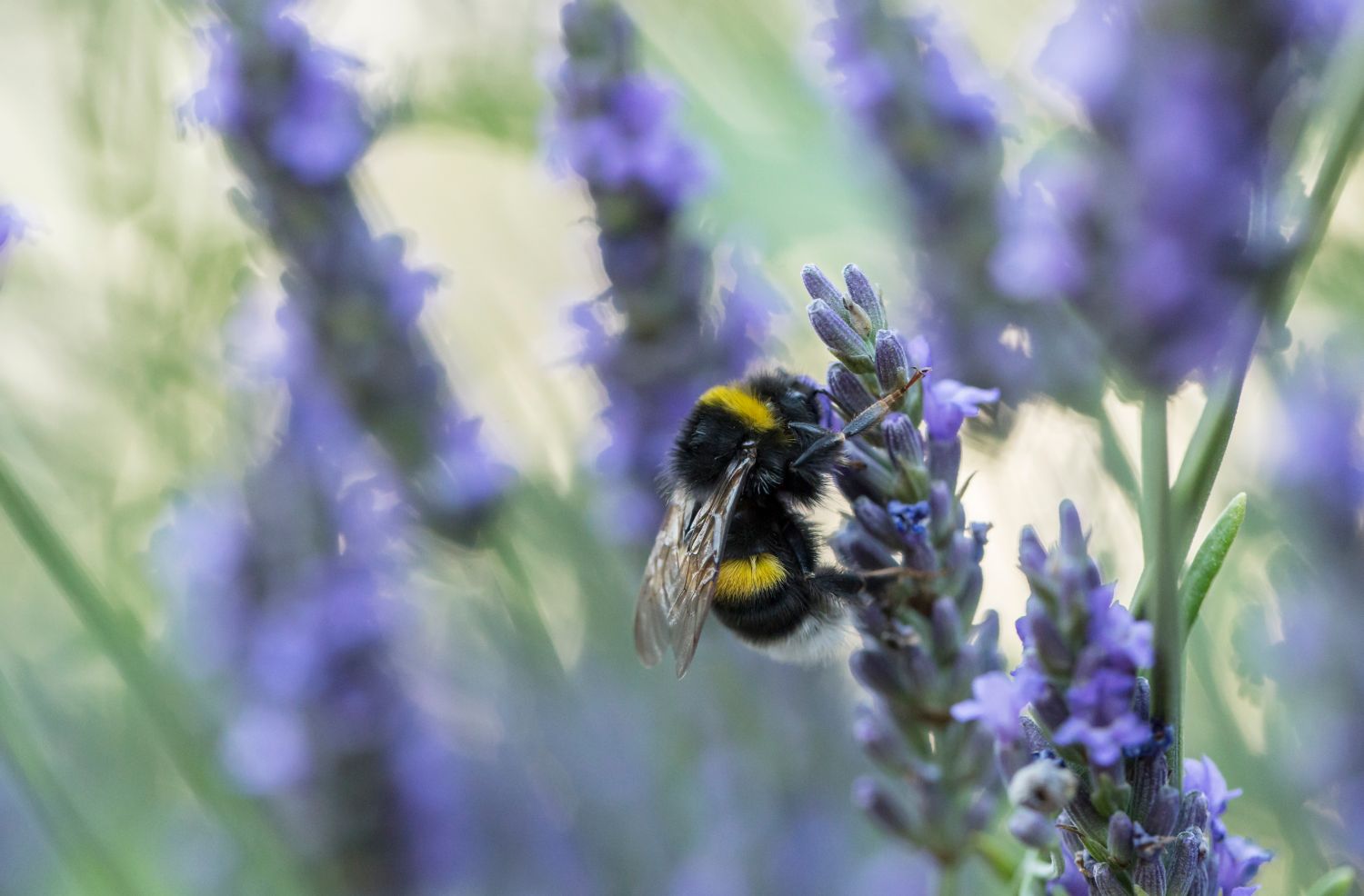 Pollinator insects in our gardens - Plantura