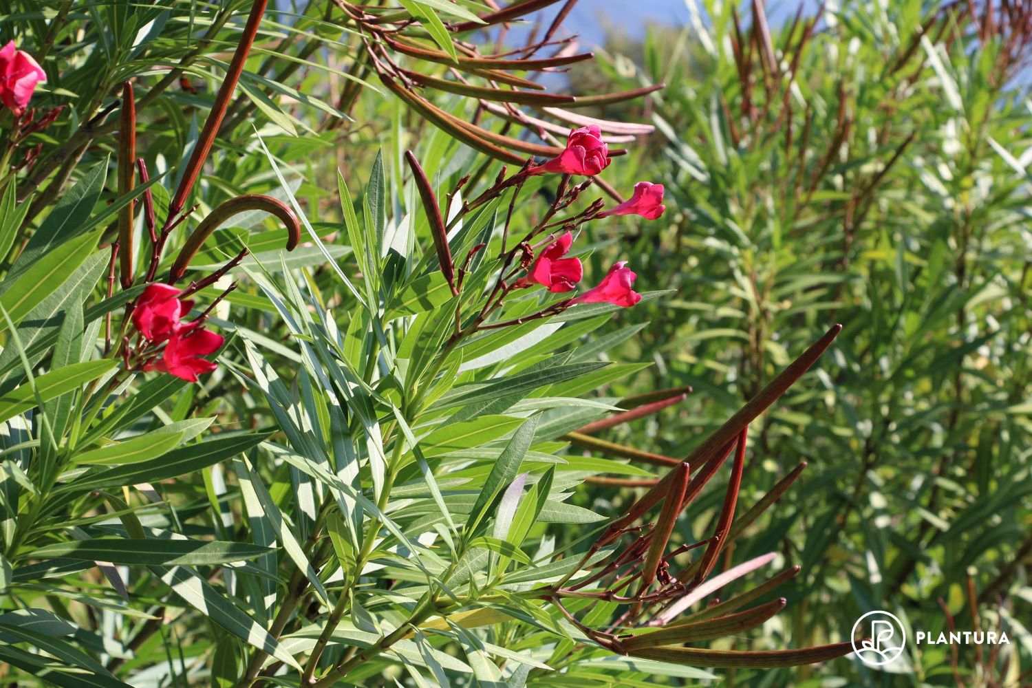 Oleander: flowering, varieties & cultivation - Plantura