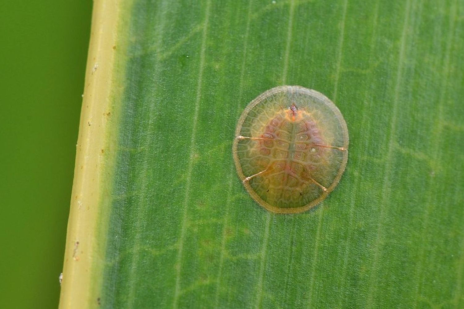Scale insects: detection, prevention & control - Plantura