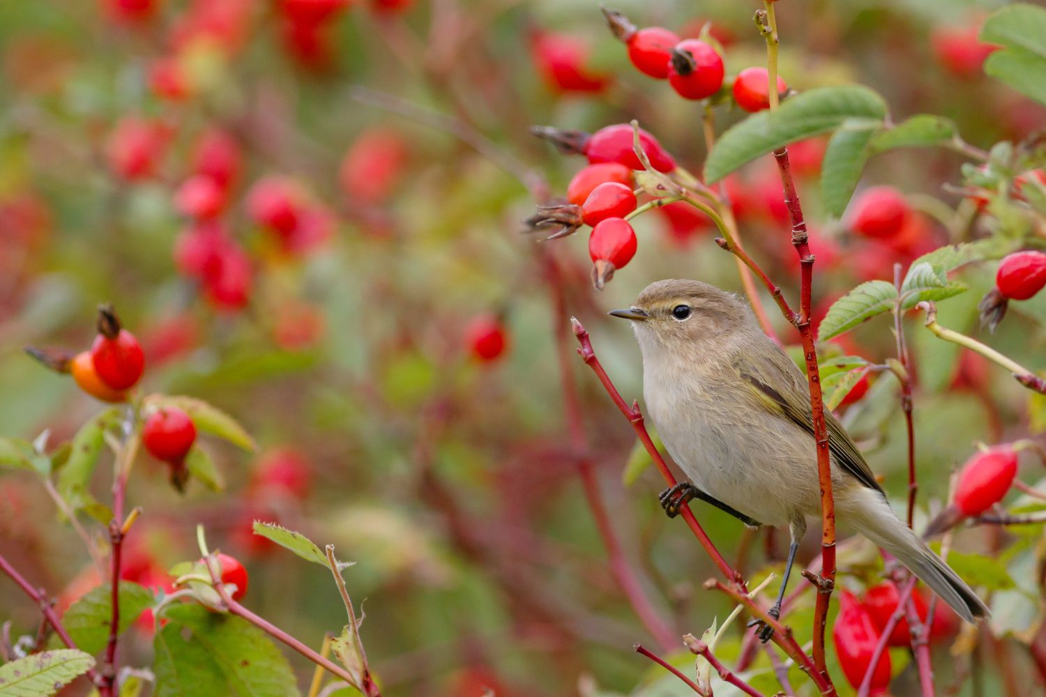 The best plants for birds - Plantura