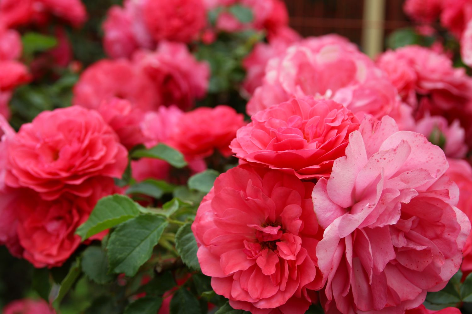 The most beautiful pink roses - Plantura