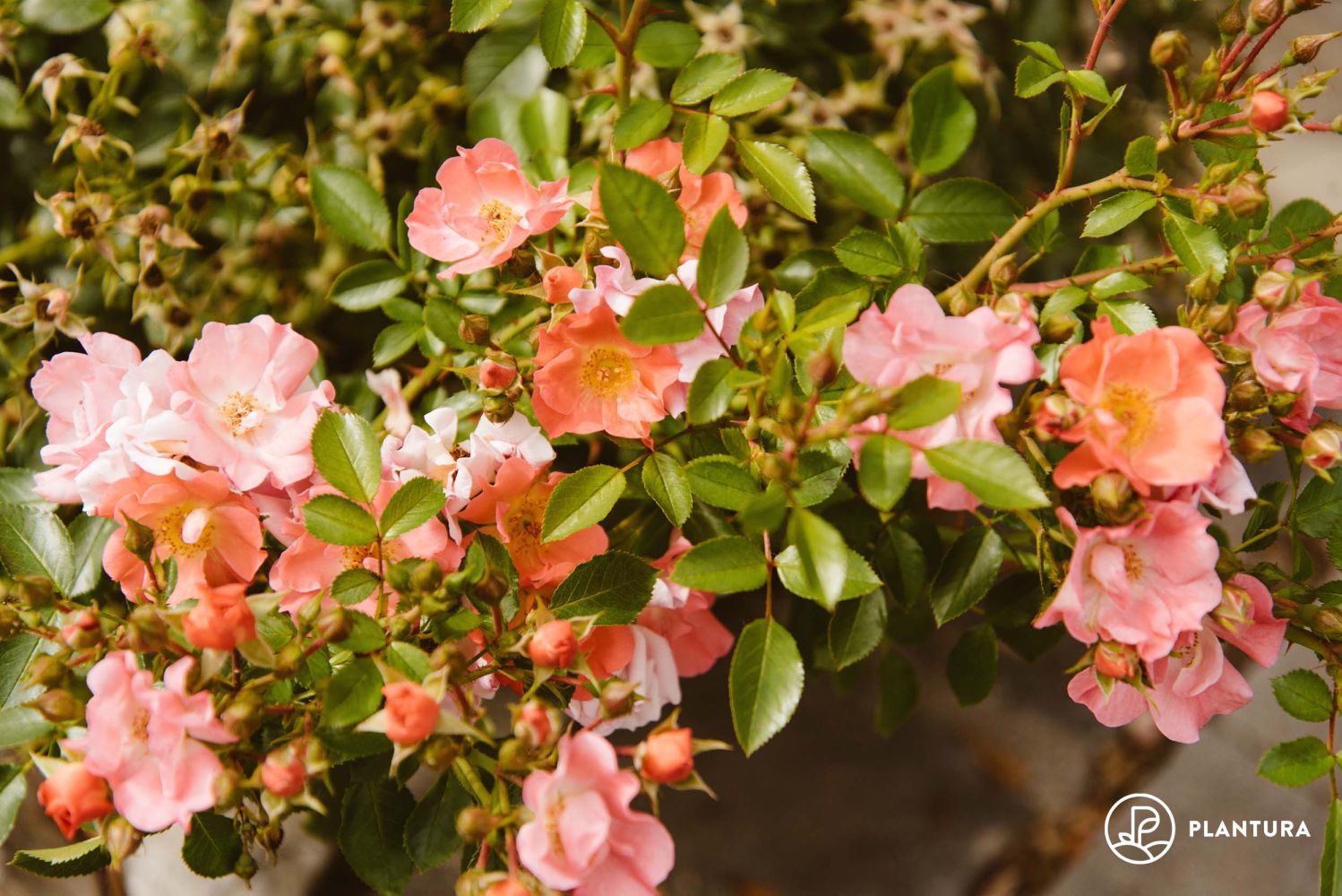 Climbing roses: location, planting & varieties - Plantura