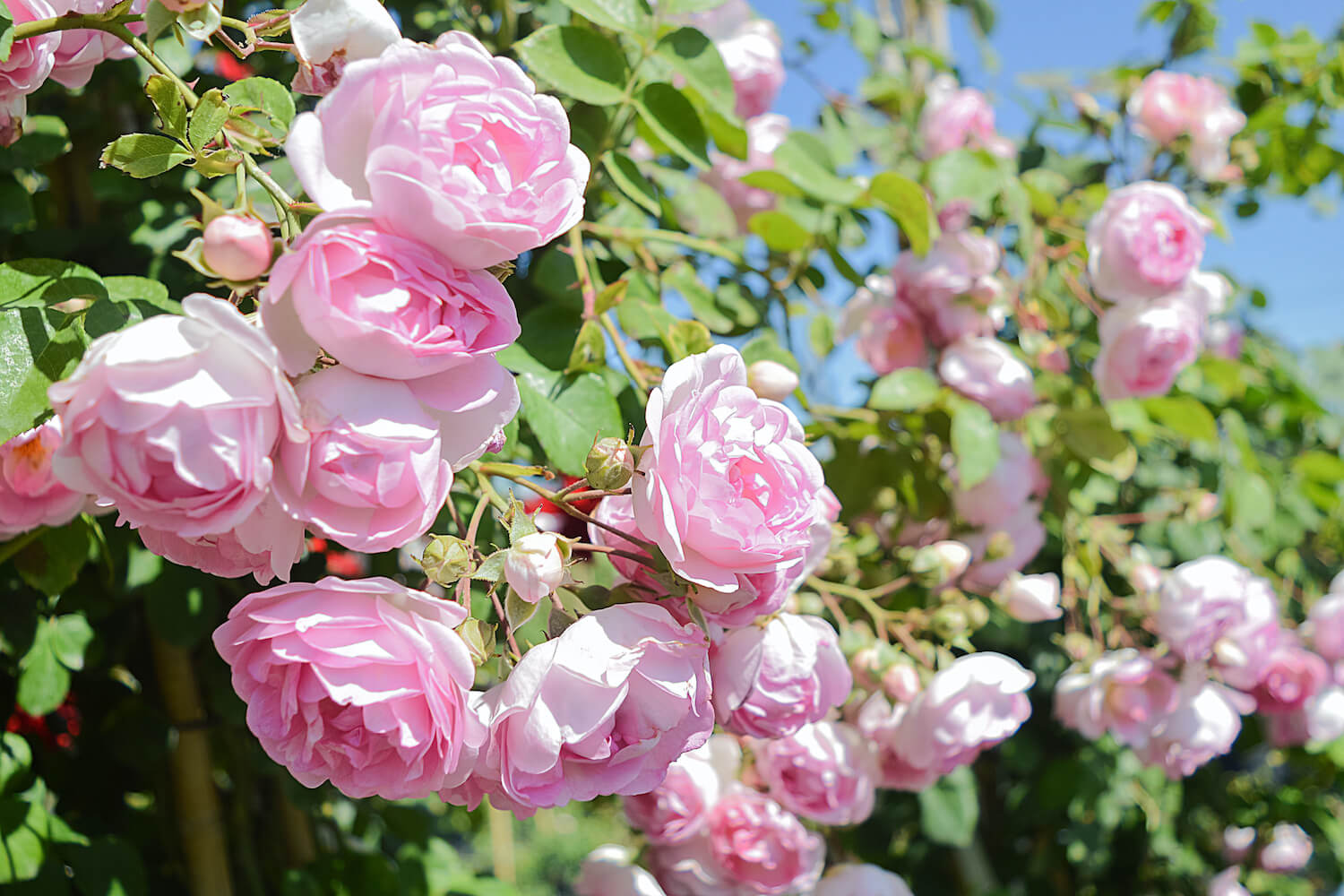 The most beautiful types of climbing roses - Plantura