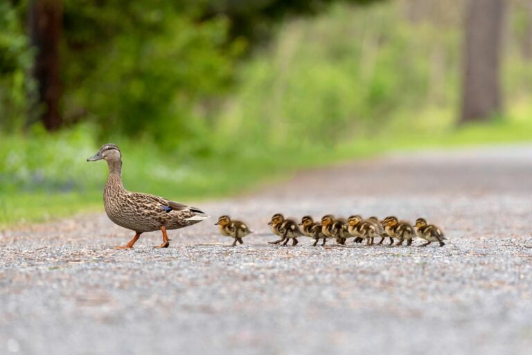 Nestlings and fledglings: all about baby birds - Plantura