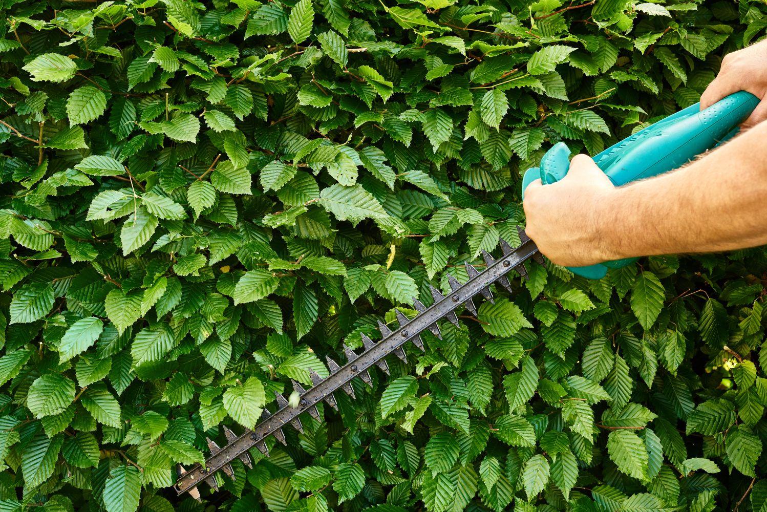 Pruning beech hedges: when & how - Plantura