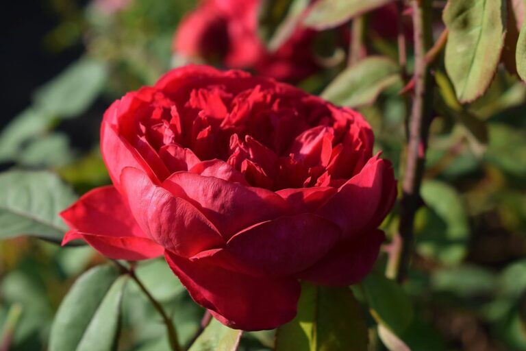 English roses: the most beautiful ones - Plantura