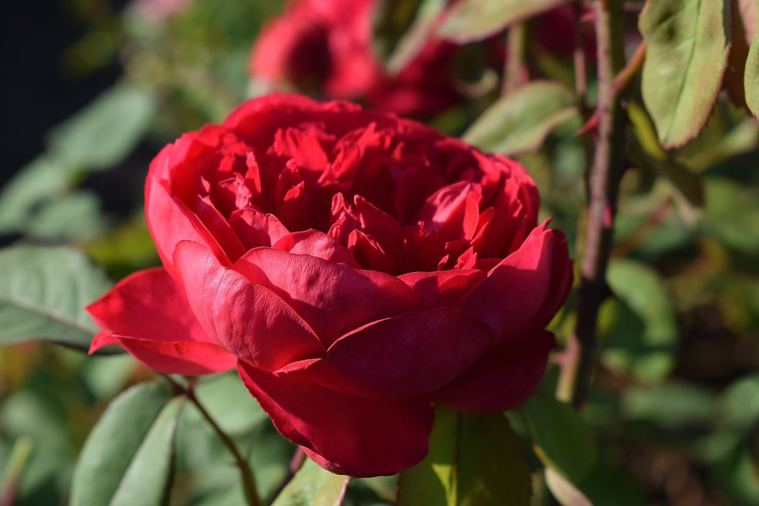 English roses: the most beautiful ones - Plantura