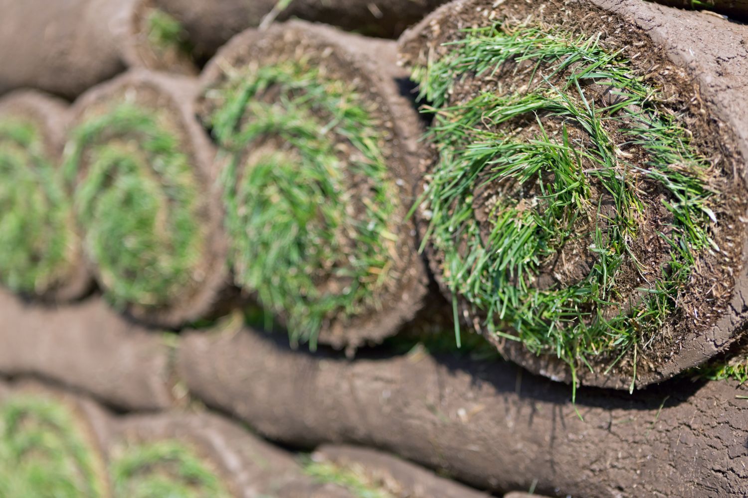 How to lay turf: advantages & instructions - Plantura
