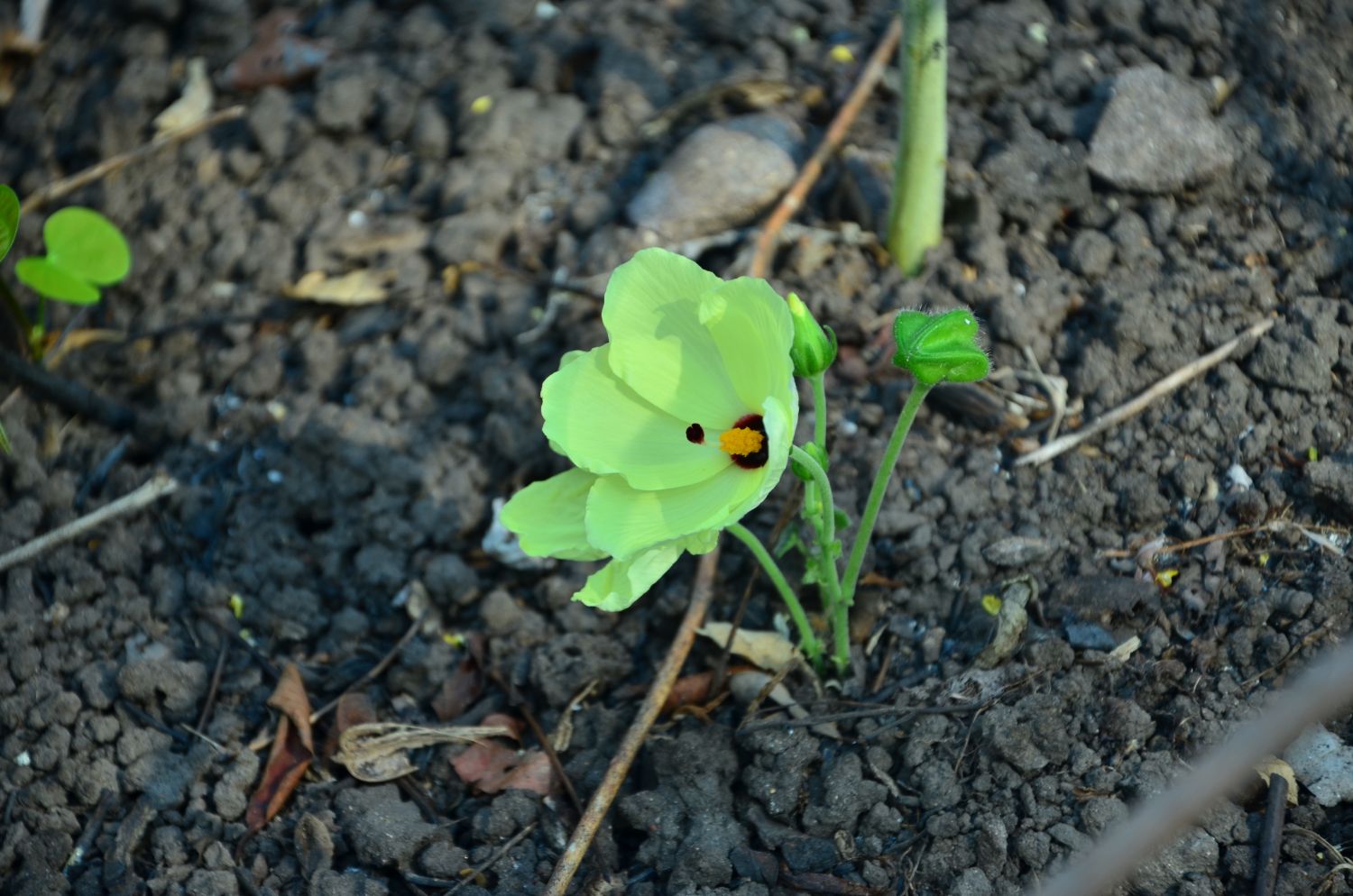 Feeding hibiscus: when & what fertiliser? - Plantura