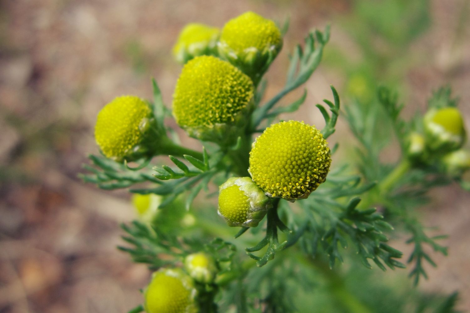 Types of chamomile & risk of confusion - Plantura