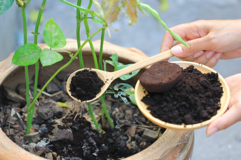 Feeding tulips: when, how & with what? - Plantura