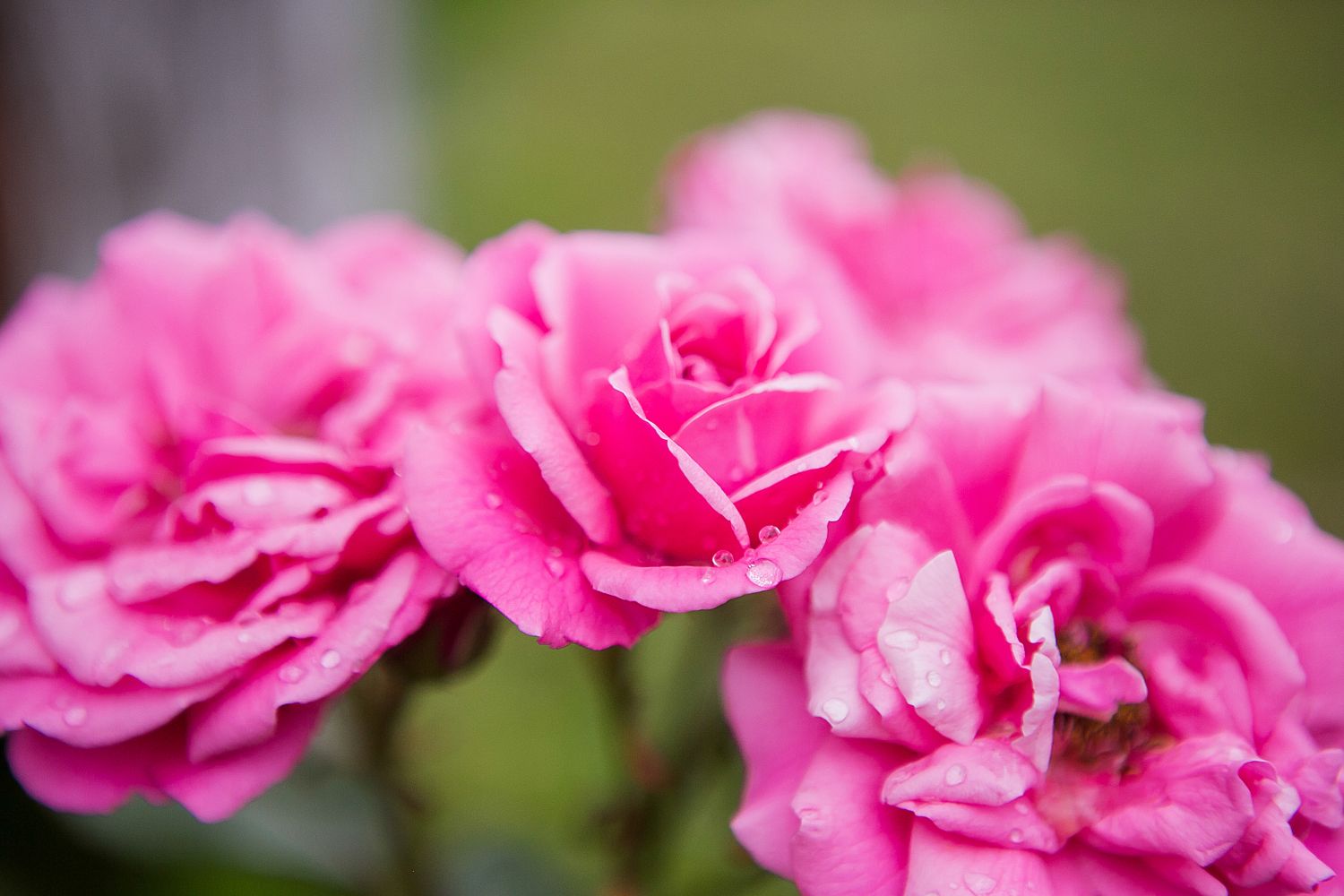 The most beautiful pink roses - Plantura