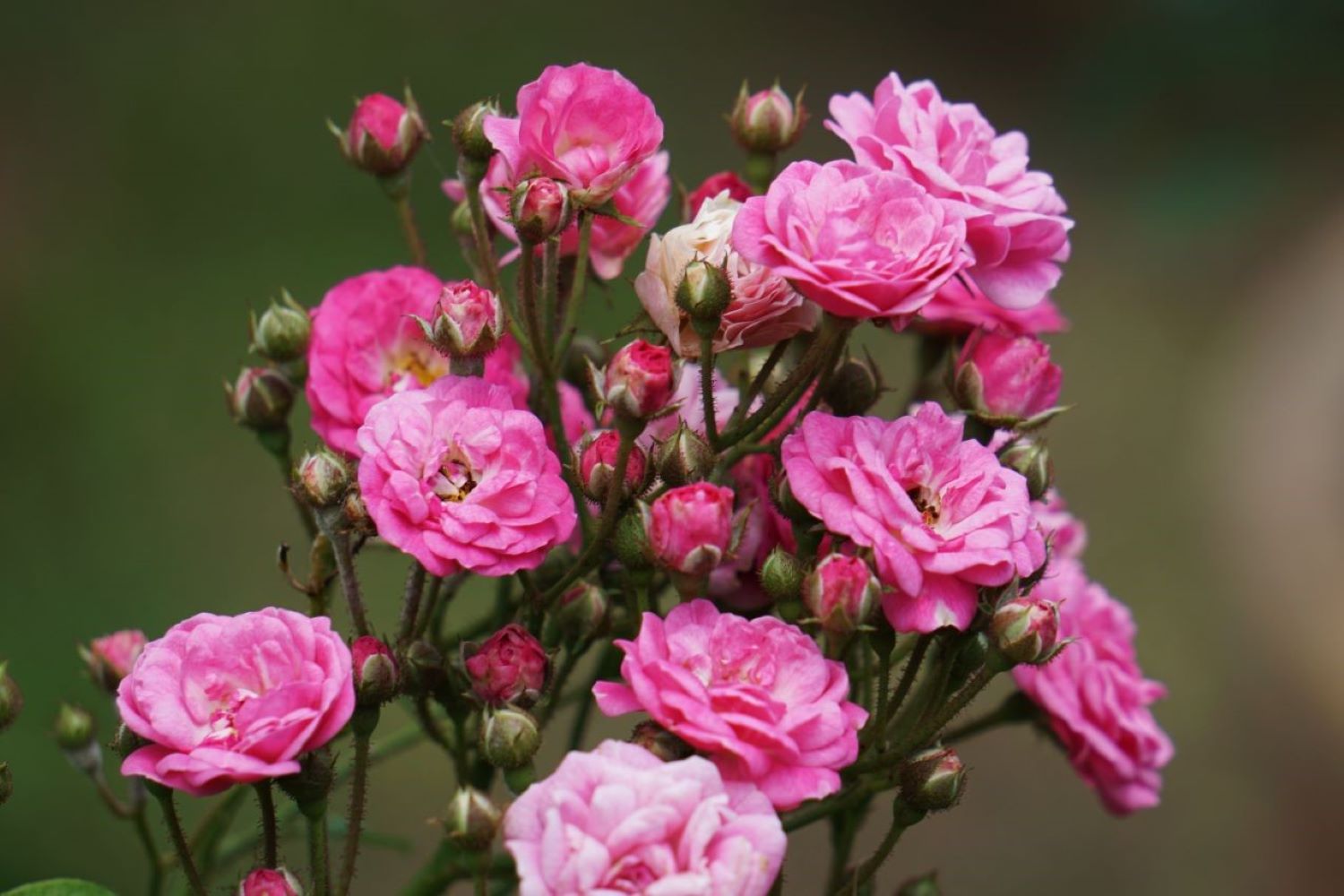 The most beautiful pink roses - Plantura