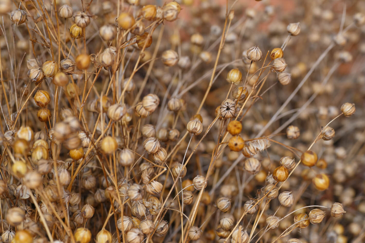 Flax seeds and linseed oil: harvest & benefits - Plantura