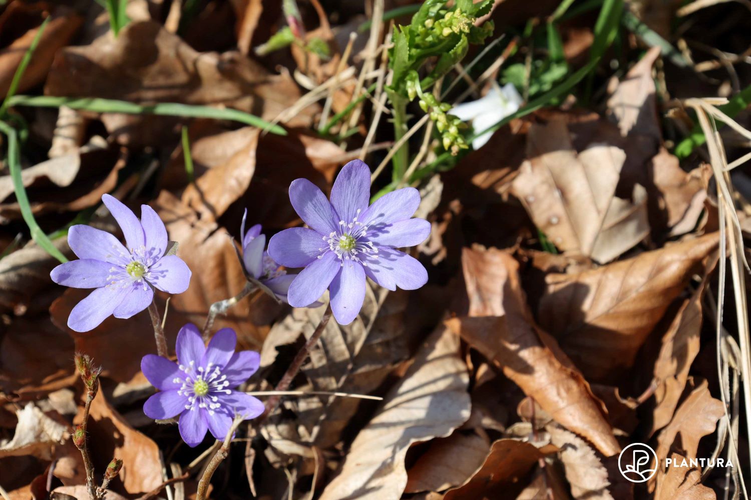 Growing & caring for hepatica - Plantura