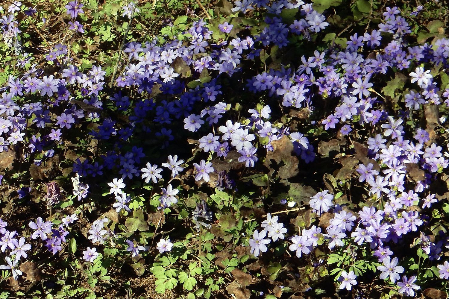 Growing & caring for hepatica - Plantura