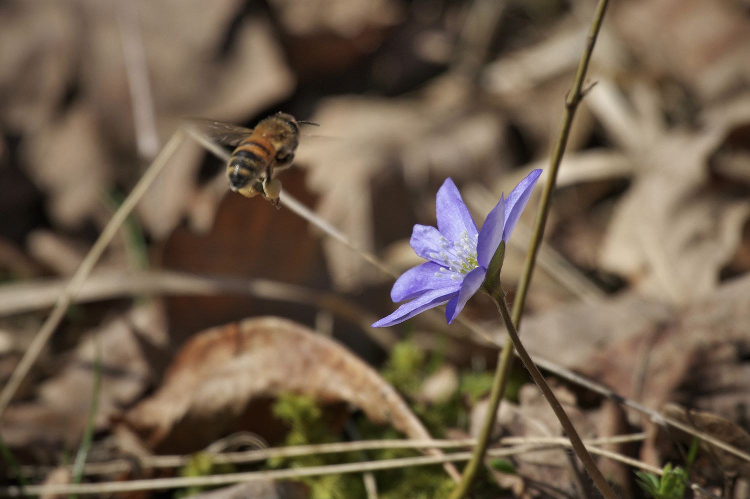 Growing & caring for hepatica - Plantura